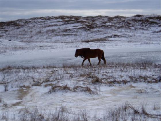 The Sable Island Horses in Winter By Zoe Lucas - Friends of Sable Island