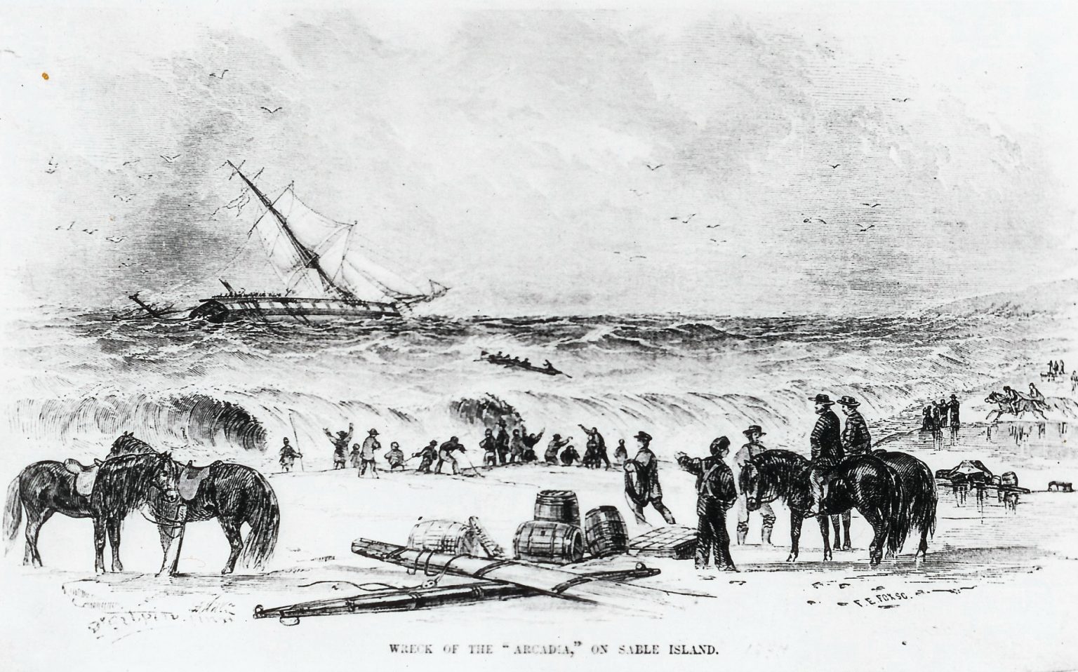 Sable Island Summer Stories – A History of the Horses – Friends of ...