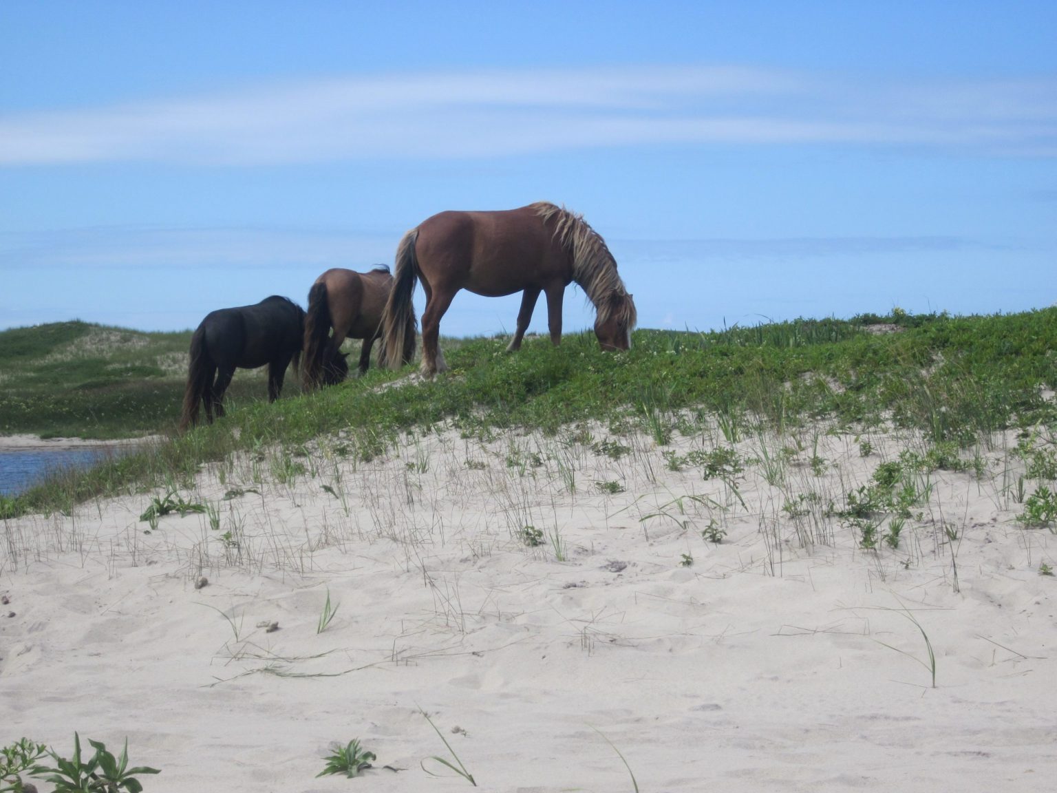 Four Ways to Visit Sable Island in 2020 – Friends of Sable Island