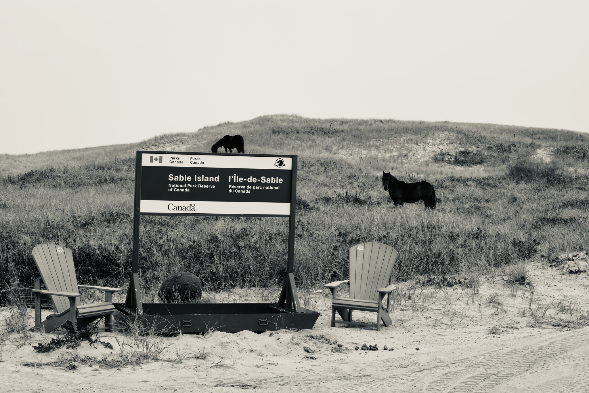 Sable Island Post-Secondary Award 2022 - Friends of Sable Island
